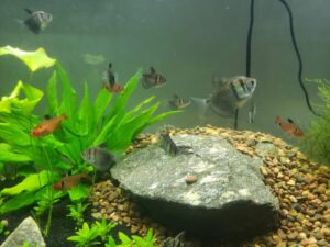 A Guide (+ Chart) to Choosing Glofish Tank Mates | AquAnswers