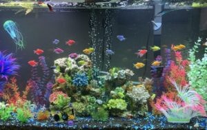 A Guide (+ Chart) to Choosing Glofish Tank Mates | AquAnswers