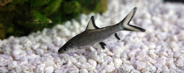 14 Small & Big Freshwater Pet Sharks for a Home Aquarium | AquAnswers