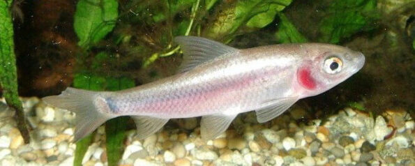 14 Small & Big Freshwater Pet Sharks for a Home Aquarium | AquAnswers