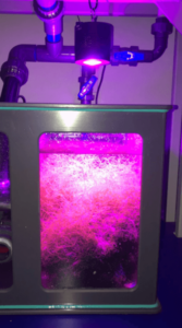 Best LED Refugium Lights to Grow Massive Chaetomorpha | Aquanswers