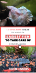 13 Easiest Fish to Take Care of in a Low Maintenance Aquarium | AquAnswers