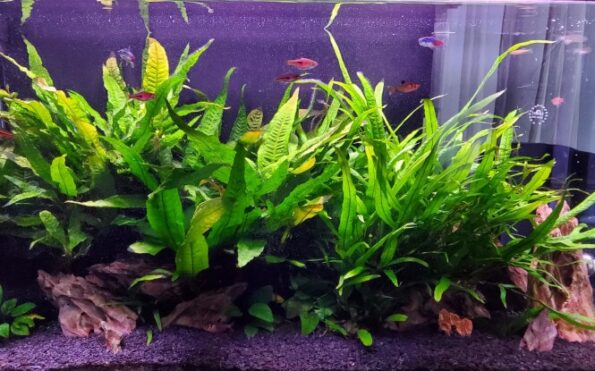 The Complete Guide to Java Fern: Growing, Caring, and Propagation in ...