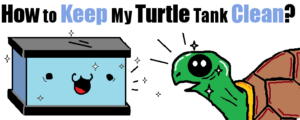How to Keep a Turtle Tank Hygienic & Clean? | Aquanswers