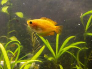 The 24 Best Community Fish for a Social Freshwater Aquarium | AquAnswers