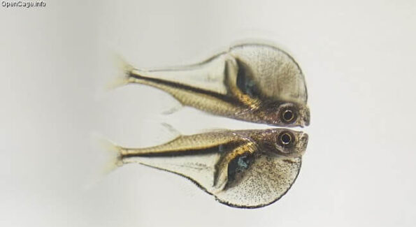 The 24 Best Community Fish for a Social Freshwater Aquarium | AquAnswers