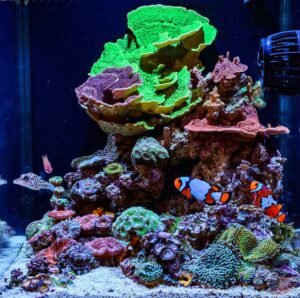 22 Small Saltwater Aquarium Fish for a Spectacular NANO Tank | AquAnswers