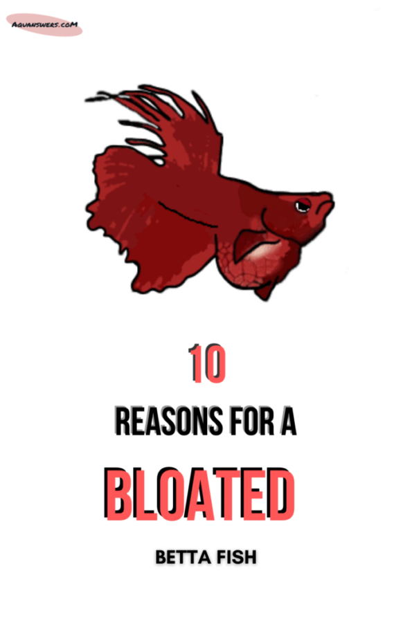 Why is Your Betta Fish With a Bloated Belly? (+Fixes) | AquAnswers