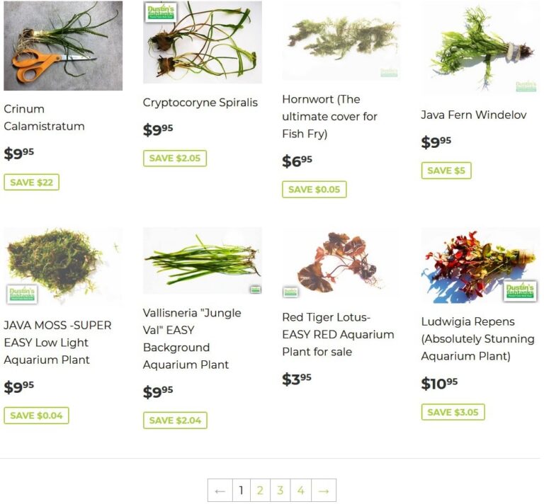 Best Online Fish Stores to Buy Live Aquarium Fish, Flora & Gear ...