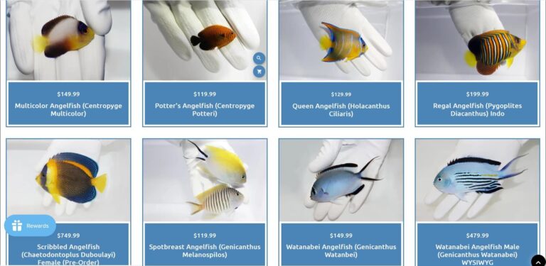 Best Online Fish Stores to Buy Live Aquarium Fish, Flora & Gear ...