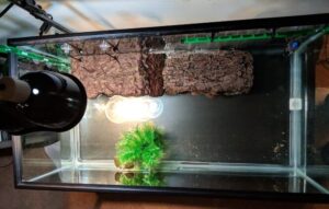Best Heat Lamps & UVB Lights for a Turtle Tank | AquAnswers