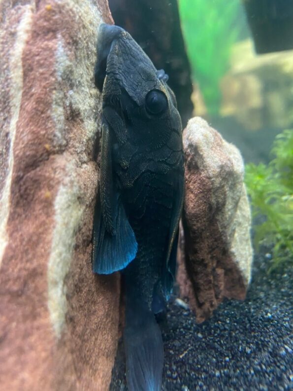 14 Tiny Yet Stunning Pleco Species (Under 4.3" in Adult Size) | AquAnswers