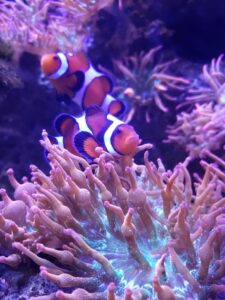 15 Reef Safe Saltwater Fish (That Won't Harm Corals) | AquAnswers