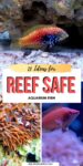 15 Reef Safe Saltwater Fish (That Won't Harm Corals) | AquAnswers
