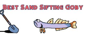8 Sand Sifting Goby Fish (for a Clean Sandbed) | Aquanswers