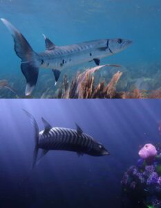 24 Most Popular Types of Fish from Finding Nemo