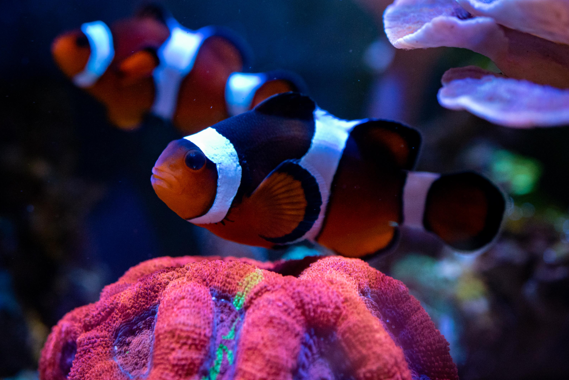 10 Different Types of Clownfish + 18 Designer Breeds