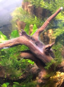 What is the white fuzzy stuff in my fish tank? (Is it White algae ...