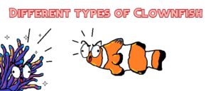 10 Different Types of Clownfish + 18 Designer Breeds