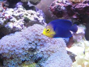 19 Captivating Blue Aquarium Fish of All Types | AquAnswers