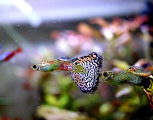 14 Small Pond Fish for Mini Water Gardens | AquAnswers