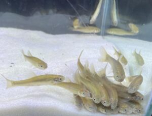 14 Small Pond Fish for Mini Water Gardens | AquAnswers