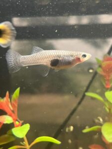 14 Small Pond Fish for Mini Water Gardens | AquAnswers