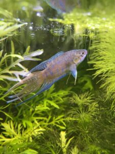 14 Small Pond Fish for Mini Water Gardens | AquAnswers