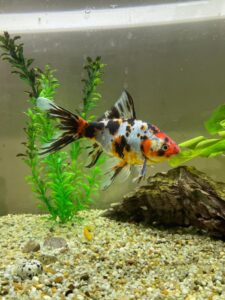 14 Small Pond Fish for Mini Water Gardens | AquAnswers