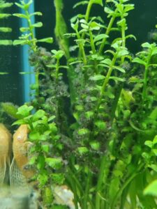 7 Common types of freshwater aquarium algae (illustrated) | AquAnswers