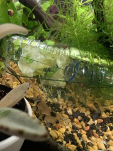 How to deal with a pest snail infestation in your aquarium? | AquAnswers