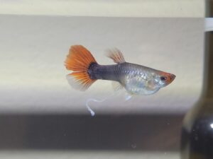 White string poop hanging from my fish? (causes + tips) | AquAnswers