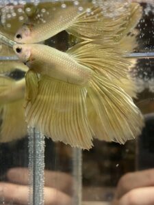 9 Extremely Rare Types of Betta Fish | AquAnswers