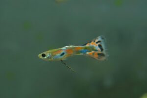 White string poop hanging from my fish? (causes + tips) | AquAnswers