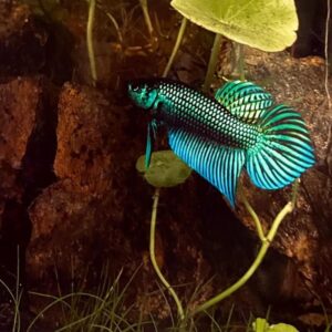 9 Extremely Rare Types of Betta Fish | AquAnswers