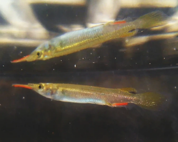 What Is The Behavior Of A Halfbeak Fish? | AquAnswers