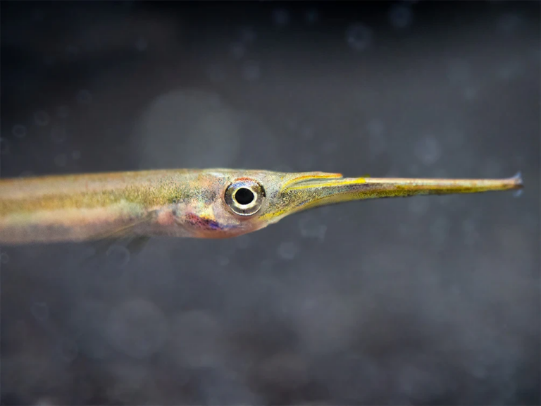 What Is The Behavior Of A Halfbeak Fish? | AquAnswers