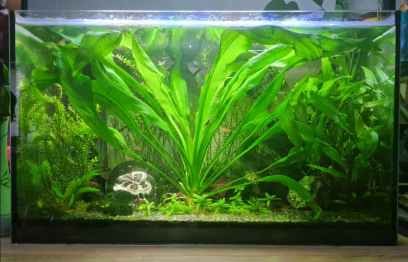 The Complete Guide to Java Fern: Growing, Caring, and Propagation in ...