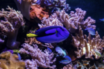 19 Captivating Blue Aquarium Fish of All Types | AquAnswers