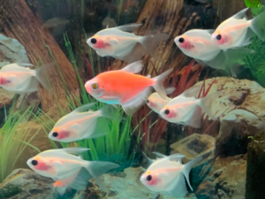 14 Transparent Aquarium Pet Fish (See-Through Species) | AquAnswers