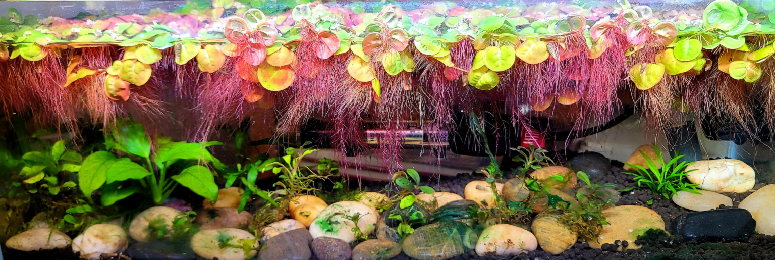 Guide to Red Root Floater: Care, Planting, and Propagation | AquAnswers