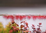 Guide to Red Root Floater: Care, Planting, and Propagation | AquAnswers