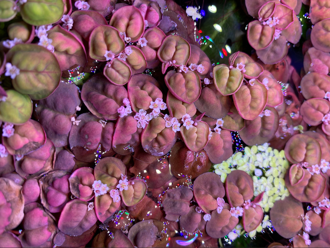 Guide to Red Root Floater: Care, Planting, and Propagation | AquAnswers