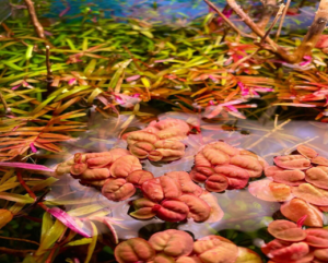 Guide to Red Root Floater: Care, Planting, and Propagation | AquAnswers