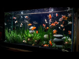 15 Types of Goldfish for Your Aquarium | AquAnswers