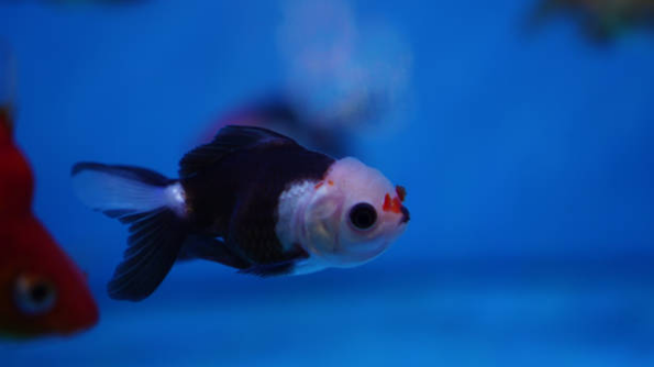Comprehensive Guide to Oranda Goldfish: Care, Types, and Setup Tips ...