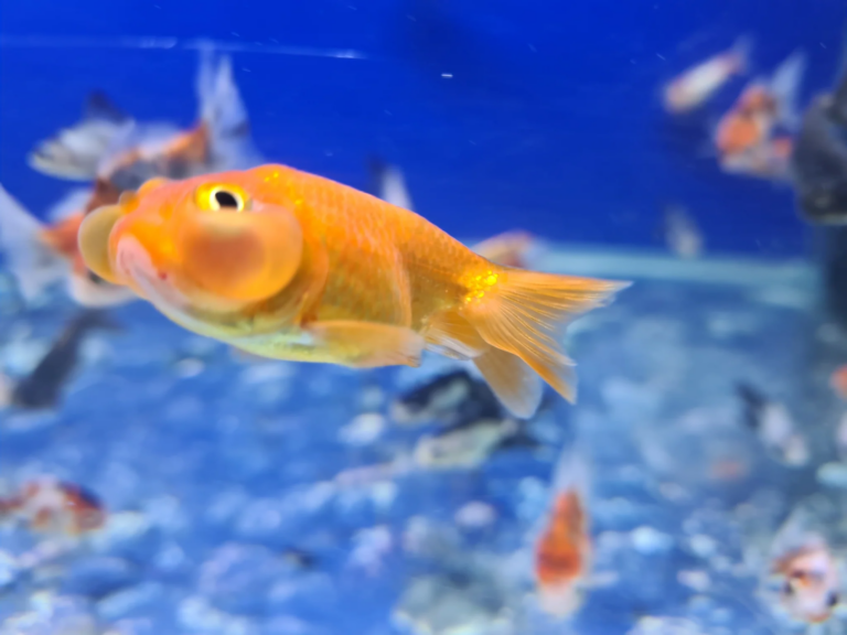Complete Guide to Celestial Eye Goldfish: Care, Breeding, and Aquarium ...