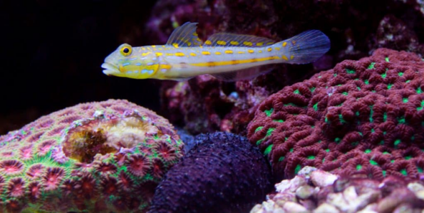 Are Diamond Gobies Hard To Keep? | AquAnswers