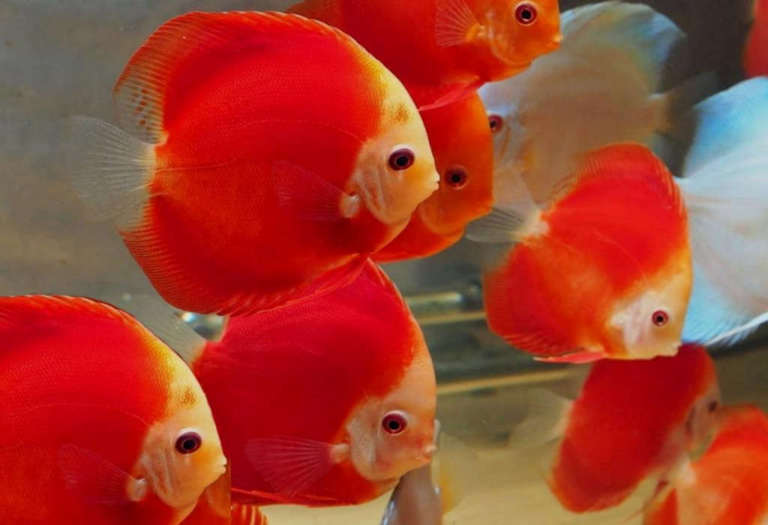 Top 15 Stunning Discus Fish Types for Your Aquarium | AquAnswers