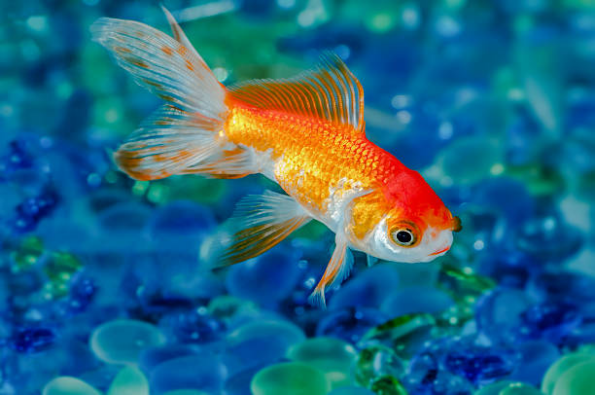 Complete Care Guide For Common Goldfish: Everything You Need To Know ...
